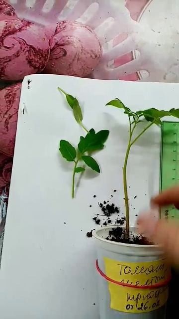 О рассаде. Закручиваем томаты