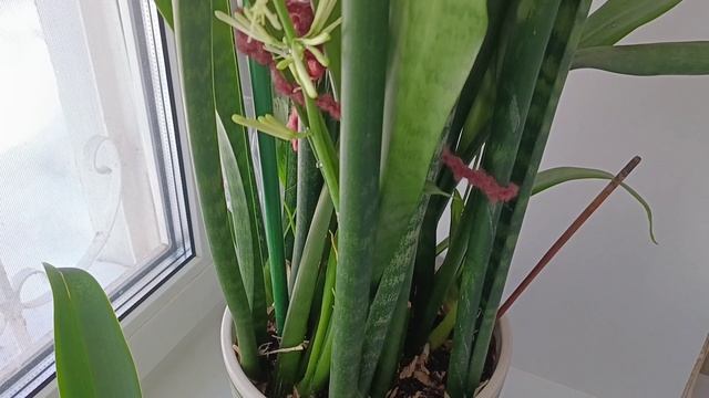 Зацвёл щучий хвост (сансевиерия)