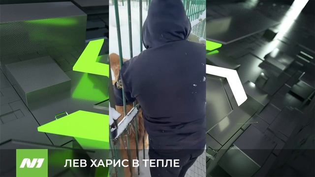 Сургутский лев Харис живет в тепле