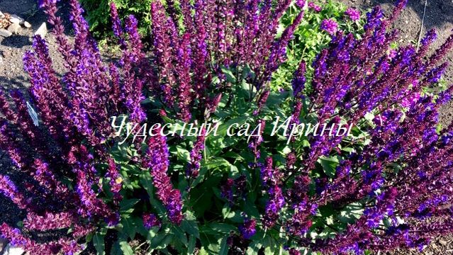 Шалфей дубравный New Dimension и Salvatore Blue