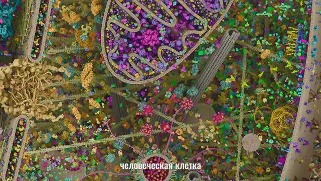 Митохондрия. Энергия жизни - удивительная  энергостанция клетки