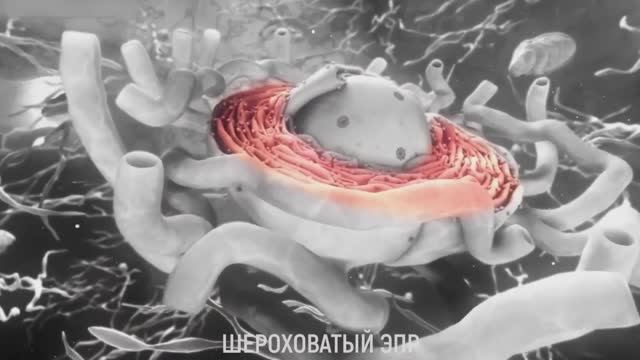 Эндоплазматический ретикулум. Как появилась распредсистема клетки