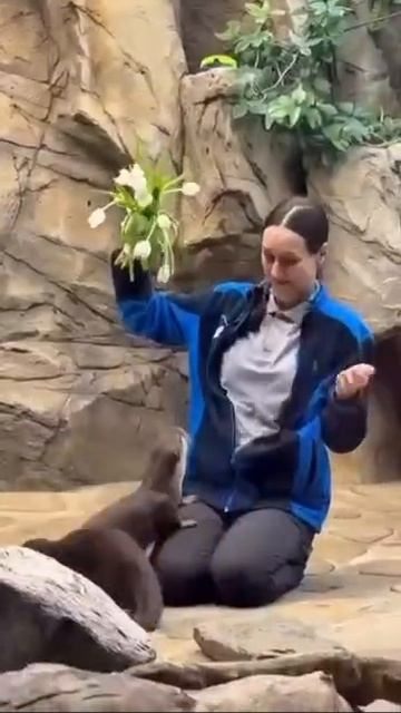 Так выдры радовались тюльпанам на 8 марта