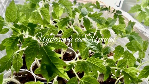 Пикировка томатов