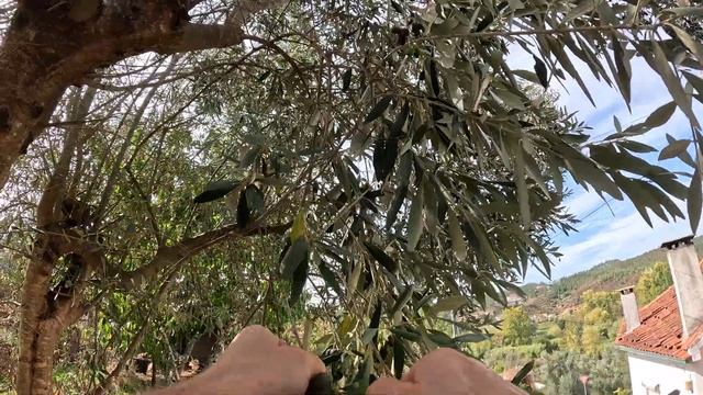 Собираем оливки впервые! 🇵🇹 Тест португальского рецепта(Мы купили дом в Португалии)
