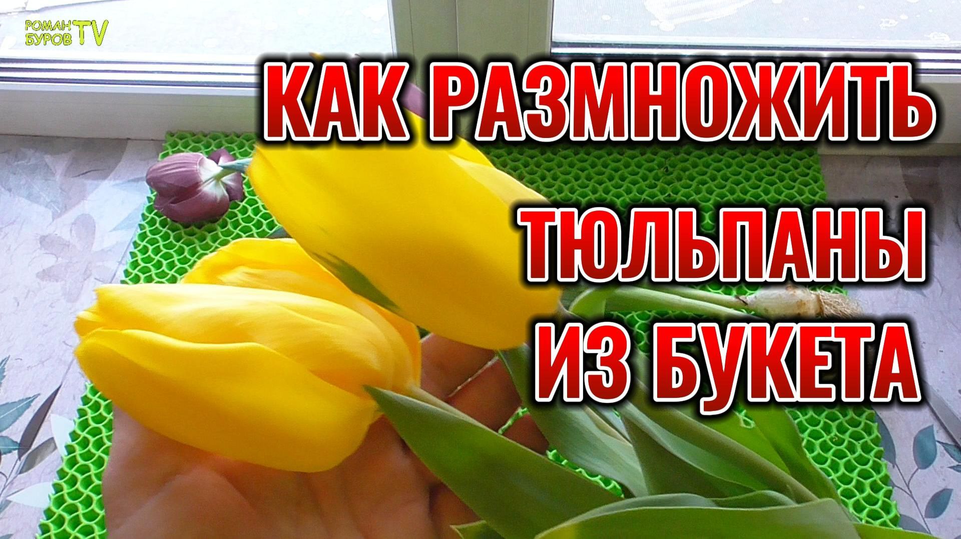 Как размножить ТЮЛЬПАНЫ из букета и сохранить луковицы до пересадки в грунт 🌷🌷🌷
