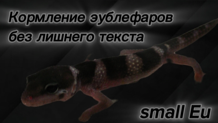 Кормление маленьких эублефаров без лишнего текста в видео