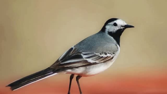 Звук природы. Птицы. Трясогузка поет у горного ручья