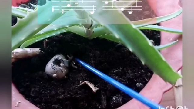 Нано-бананы