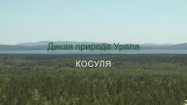 Дикая природа Урала. Косуля - 2026