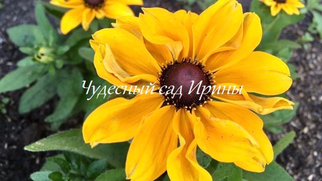 Рудбекия Тото и махровая