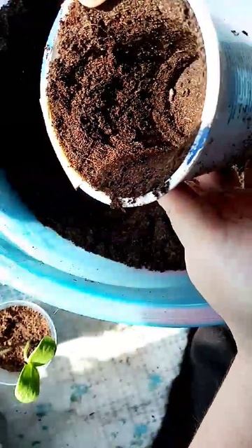 О рассаде. Перевалка дыни