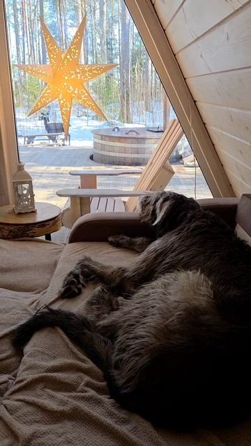 В ожидании весны 🌱 Ирландский Ром Из Волшебного Леса 🍀