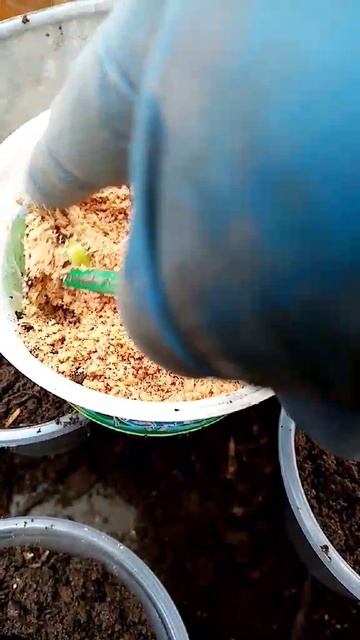 О рассаде. Тыква в горячих опилках