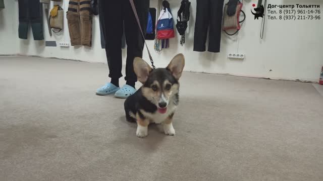 Вельш корги пемброк Эрон. Фрагмент индивидуального занятия по дрессировке. Тольятти, 1 марта 2026.