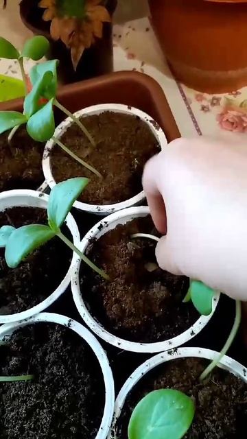 О рассаде. Нарушение ростков при перевалке