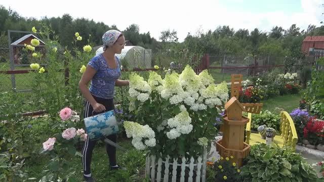 6 соток 31 июля 2021 год. Хроника. Чеснок саженый в ноябре удался..