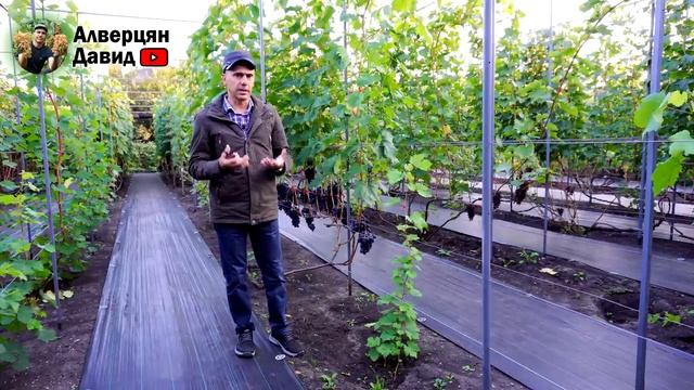 Помогите молодым саженцам вызреть! Глубока чеканка✂️