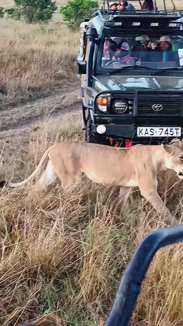 Львица в саване