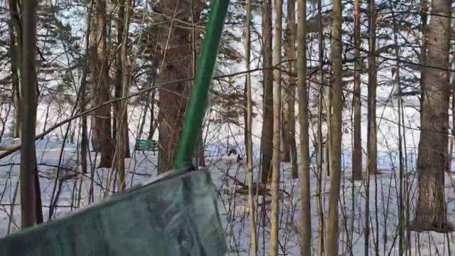 Взмывая выше ели