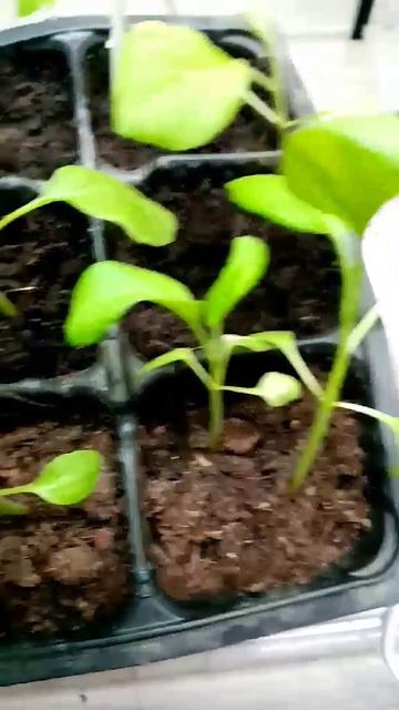 О рассаде. Рыхление