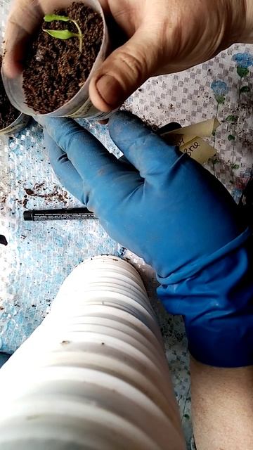 Многоразовая бирка для рассады 2