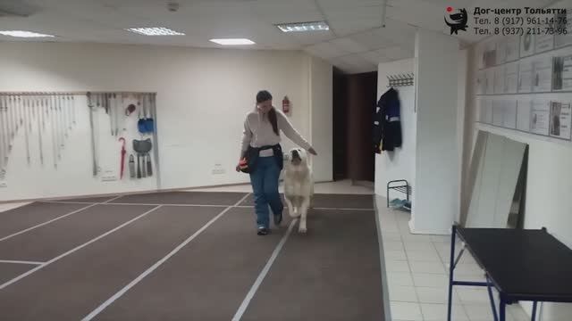 Среднеазиатская овчарка (алабай) Пуш. Занятие по дрессировке (УГС): подготовка к сдаче и