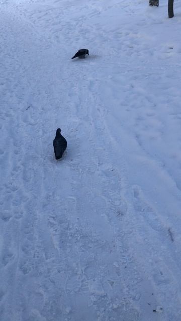 Ворона и голубь кушают вместе