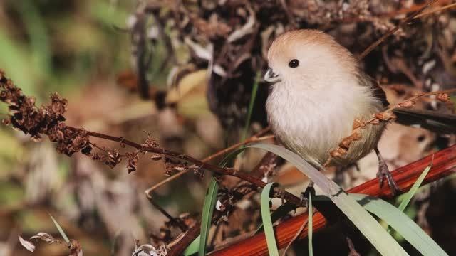 Звук природы. Птицы.. Сутора тросниковая поёт у озера