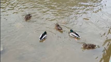 Дикие утки весной!