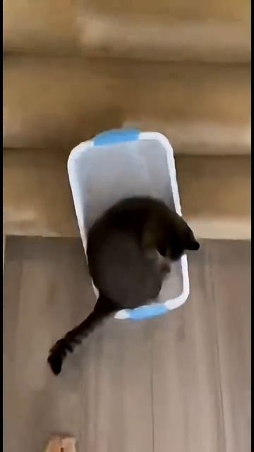 #FunnyCats #cats #fyp #viral