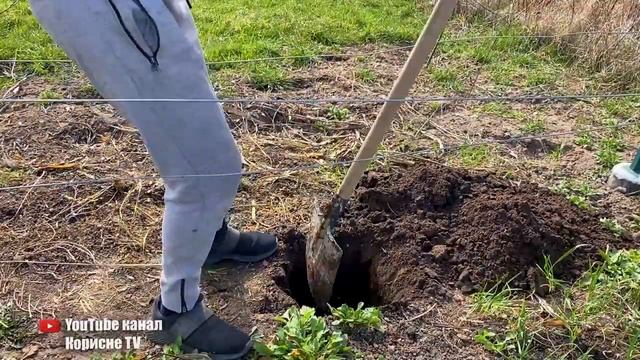 Посадка однорічних саджанців винограду. Максимально швидко та ефективно. Приживлюваність 100_