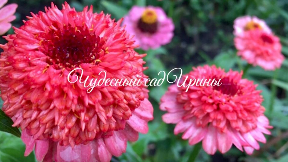 Цинния Синдерелла