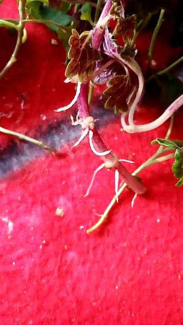 Черенки колеусов и хризантем