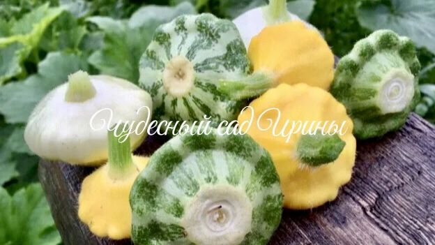 Любимые и проверенные сорта патиссонов