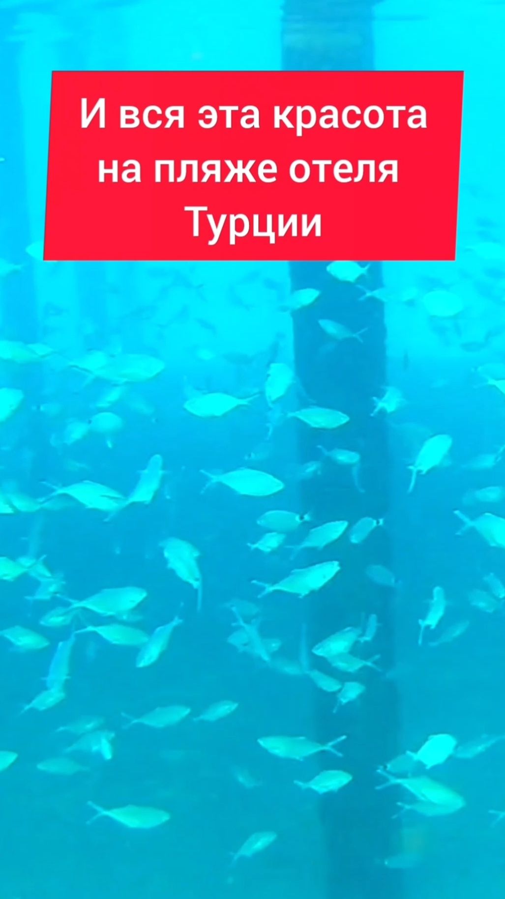 И ЭТО ПЛЯЖ БЮДЖЕТНОГО ОТЕЛЯ? ТУРЦИЯ. МОРЕ. РЫБЫ. JUSTINIANO CLUB PARK CONTI.