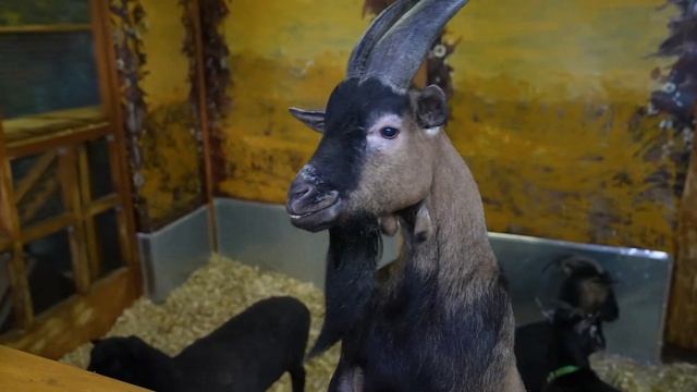 Животные в зоопарке _ Маленькая Вера и Медведь(1080P_60FPS)