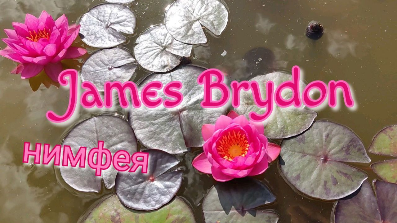Кувшинка (нимфея) Джеймс Бридон        Water lily (Nymphaea) James Brydon