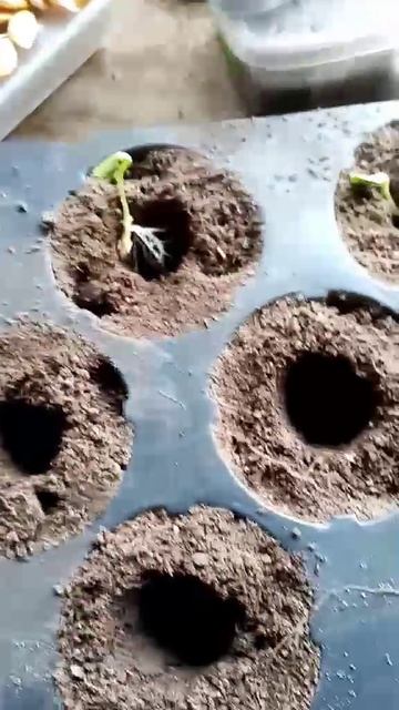 О рассаде. Огурцы в горячих опилках