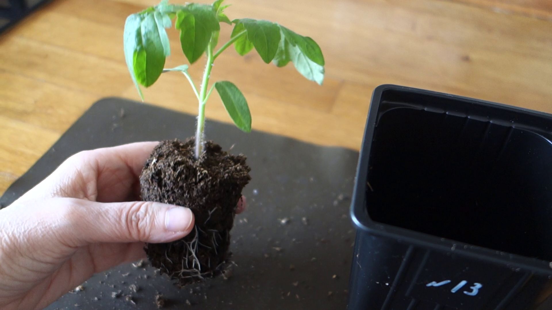 11 марта 26г Перевалка Томатов и Цветов