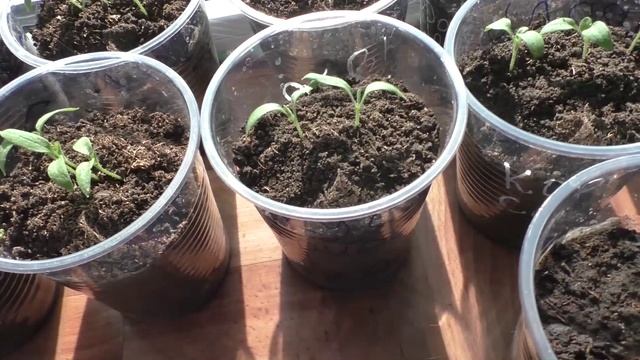 Упал росток перца - это ЧЕРНАЯ НОЖКА!