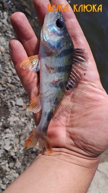 🔥 Везучий неубиваемый окунь 🔥 #рыбалка #окунь #шортс #спиннинг