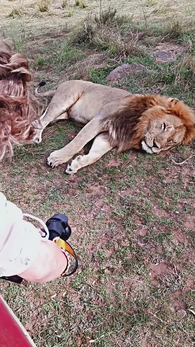 Я и лев в саване