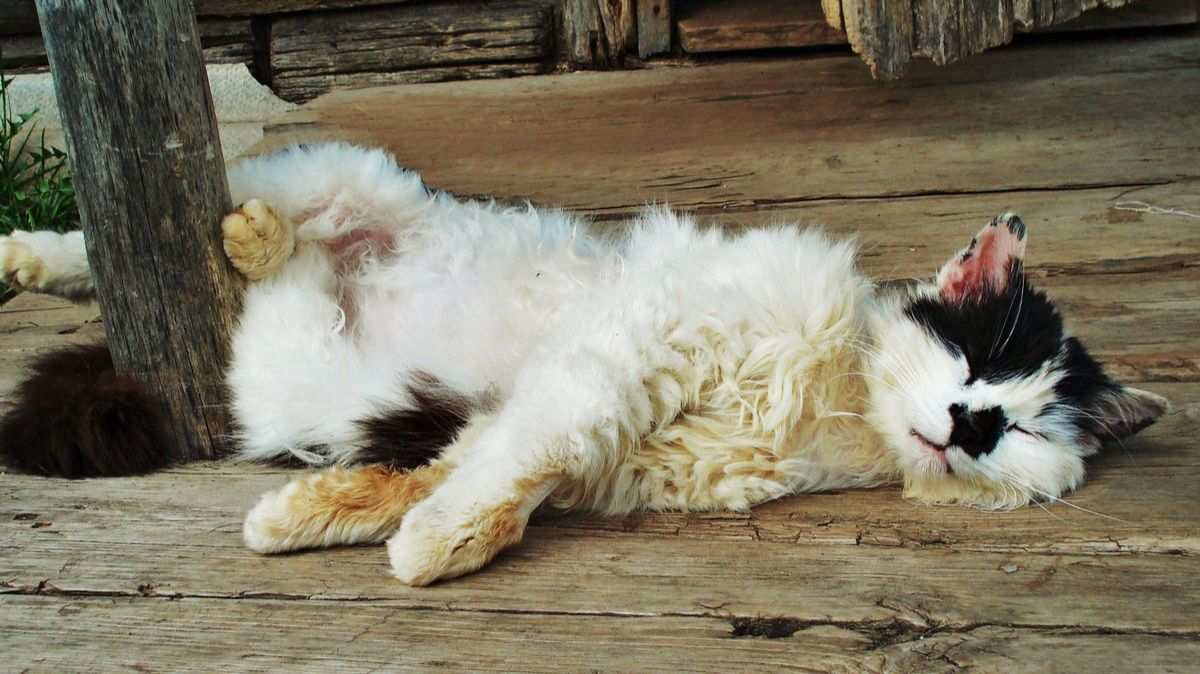 Любители кошек...