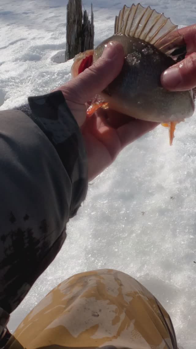 Чёртик косит окуньков!