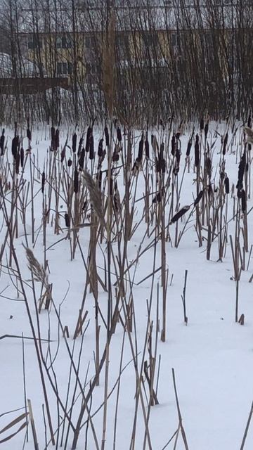 Камыш или рогоз