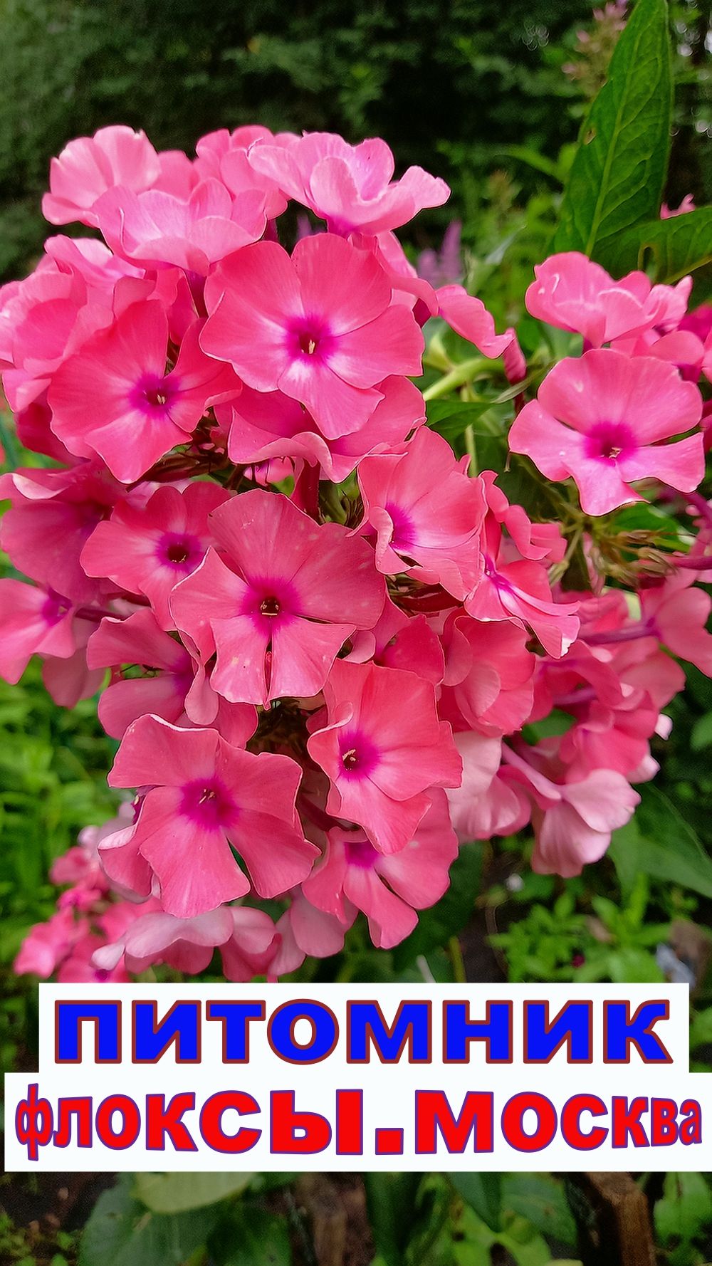 ФЛОКС ПАСТУШКА КРАСОЧНЫЙ ЦВЕТОК