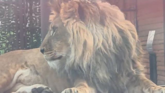 11.03.26г ШЕРхан покрасовался перекличку устроил8мин43а Киара в это времяждет