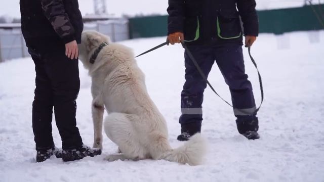 Наше сокровище 💎 медвежонок САО Лео 🍀 ищет 🏠❗Пост в описании видео 🎥 #алабай #собака #любовь