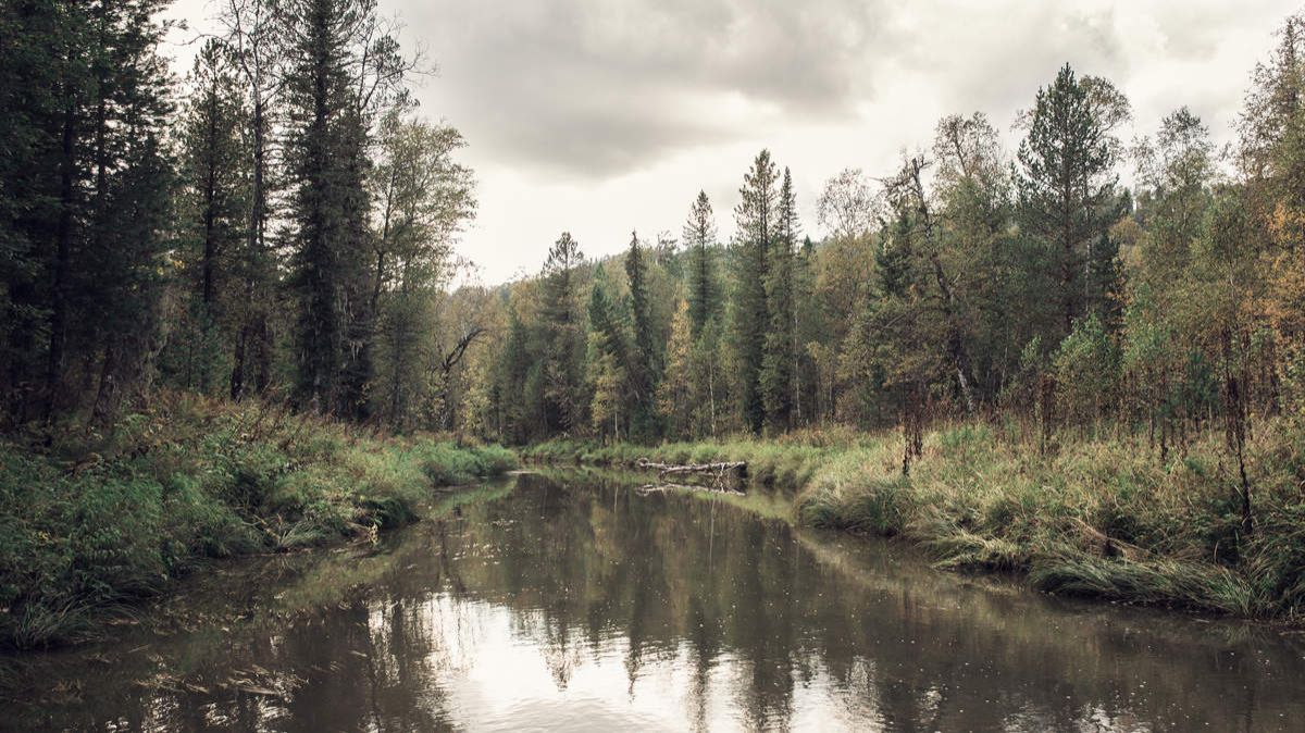 Тайга  Охотничьи истории